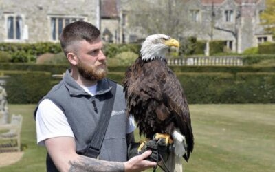 A Brief History of Falconry | The Hawking Centre