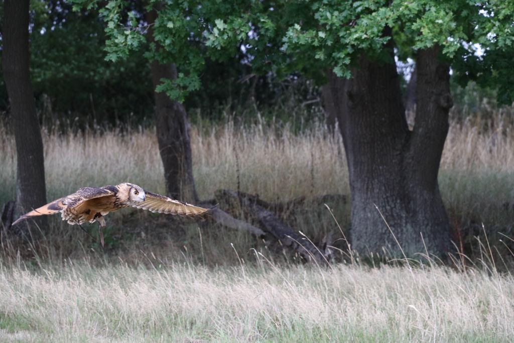 How To Identify UK Birds of Prey in Flight - The Hawking Centre